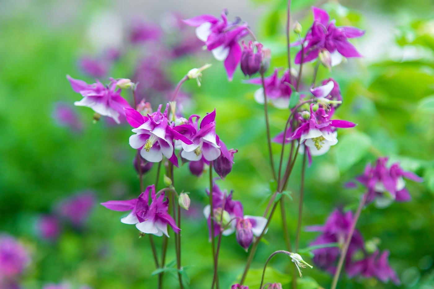 Wat is het verschil tussen een bij en een wesp? 🐝 | ECOstyle