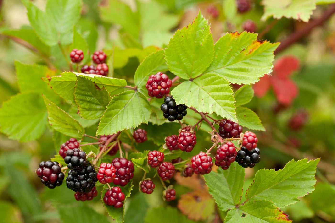 Braam snoeien: bramenstruik tips & verzorging | ECOstyle