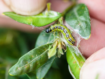 Rupsen soorten in Nederland herkennen | ECOstyle 🐛