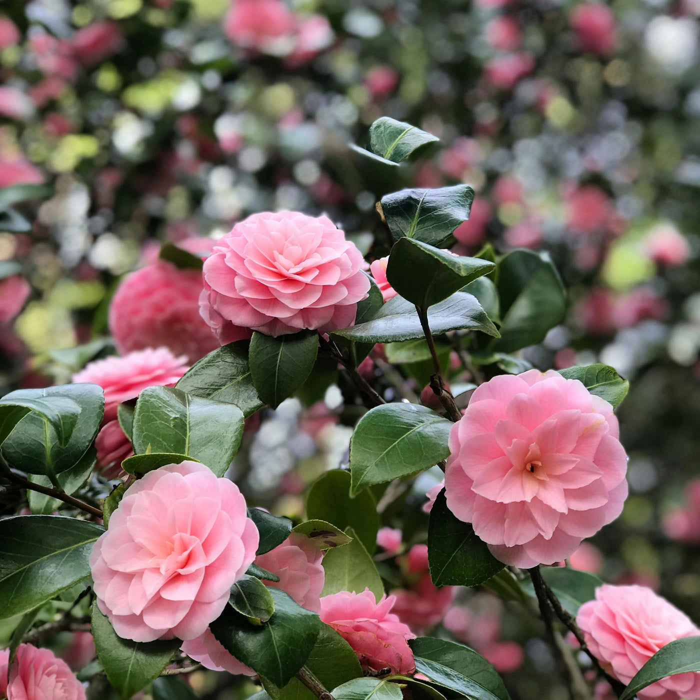 Camelia snoeien: een bloeiende plant in topvorm 🌹 | ECOstyle