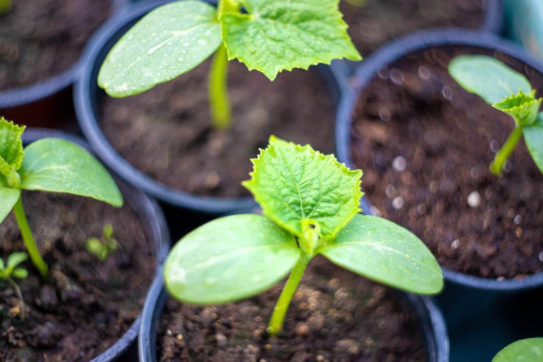 Courgette zaaien? Zo kweek je een courgette plant | ECOstyle