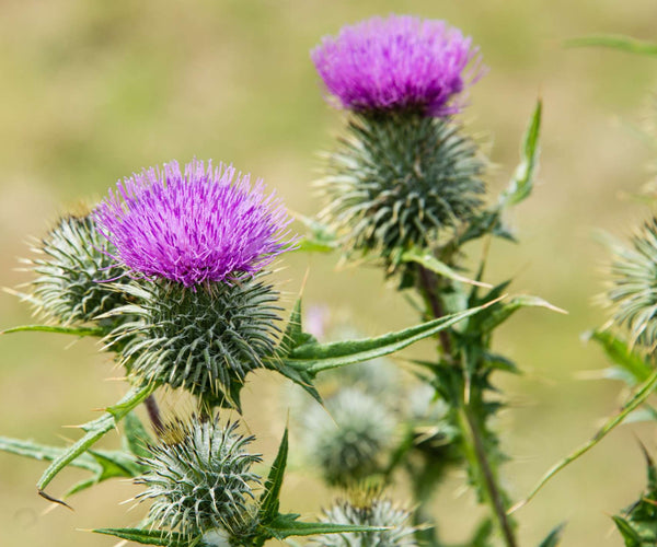 Wat te doen tegen distel: ontdek deze waardplant | ECOstyle
