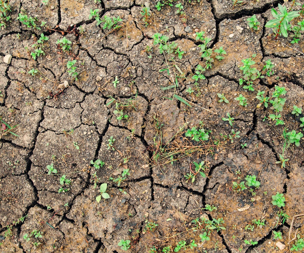 5 manieren om de bodem in je tuin te verbeteren | ECOstyle