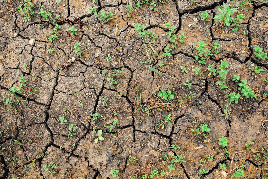 5 manieren om de bodem in je tuin te verbeteren | ECOstyle