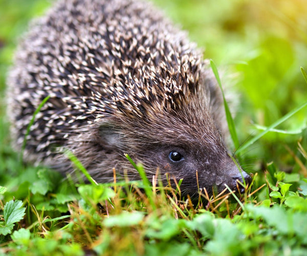 Egel in de tuin: wat eten ze en hoe kun je ze helpen? 🦔 | ECOstyle