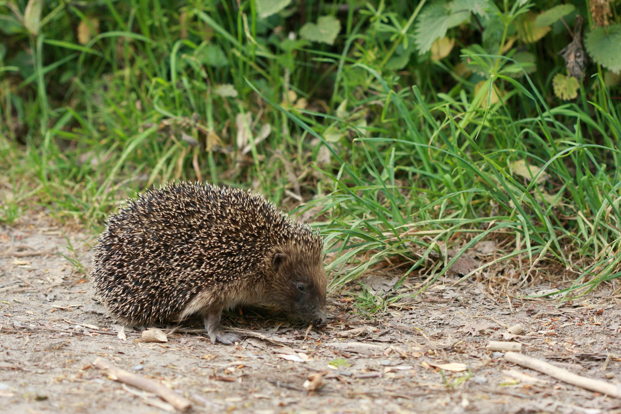 Egels naar de tuin lokken: egelhuisje plaatsen 🦔 | ECOstyle