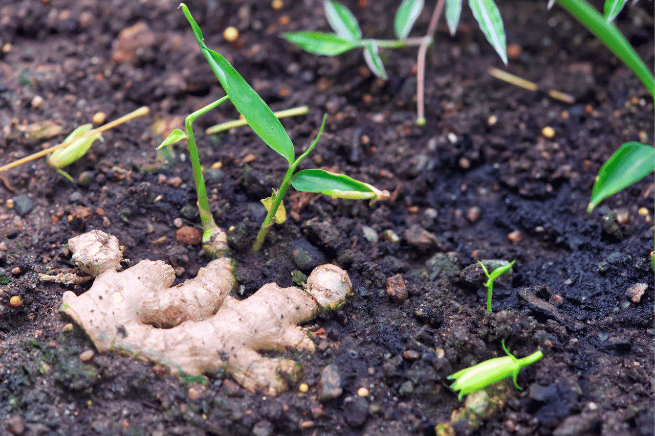 Zelf gember kweken - een handige gids voor thuis tuiniers – ECOstyle