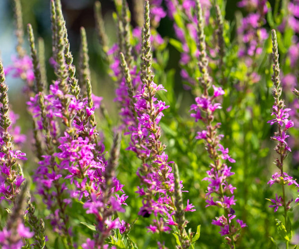 Inheemse planten in de tuin? Beter voor de natuur! | ECOstyle