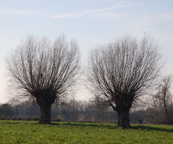 Knotwilg snoeien: wanneer, waarom en hoe wilgen knotten? | ECOstyle