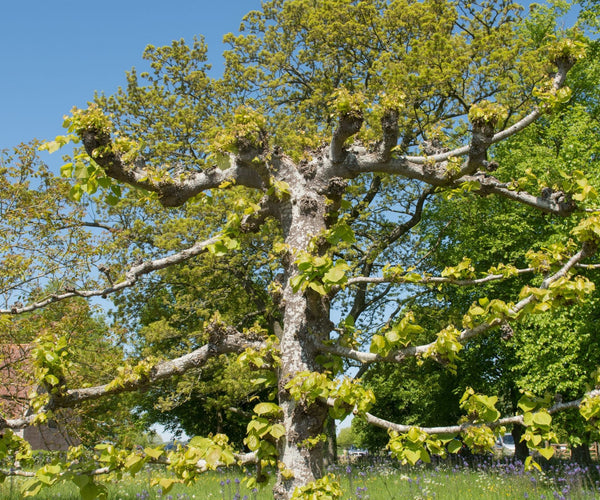 Leilinde snoeien? Dat doe je zo! | ECOstyle 🌳