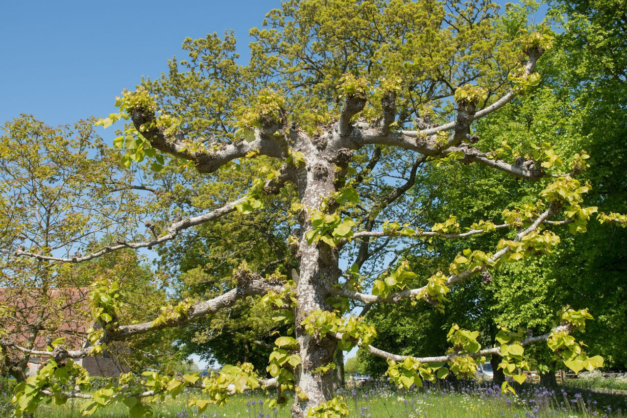 Leilinde snoeien? Dat doe je zo! | ECOstyle 🌳