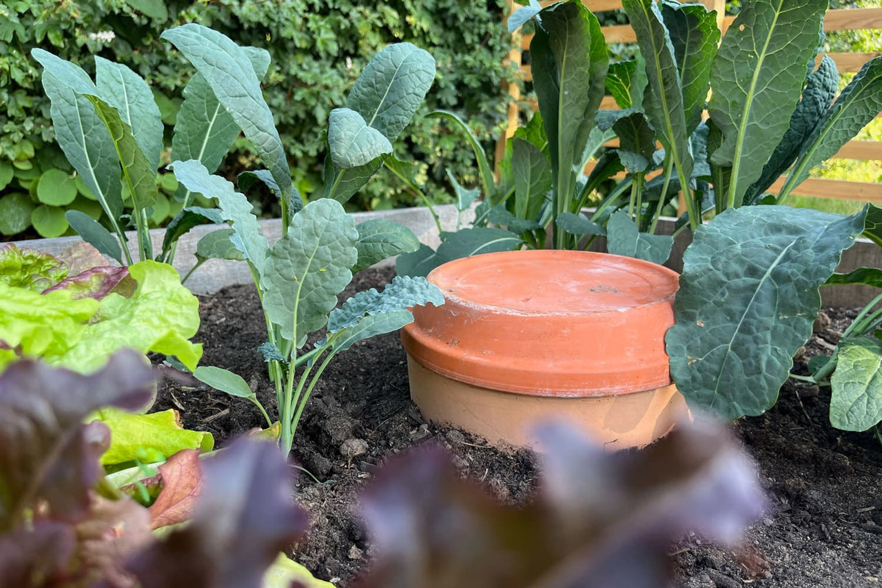 DIY olla pot maken tegen droogte in de tuin | ECOstyle