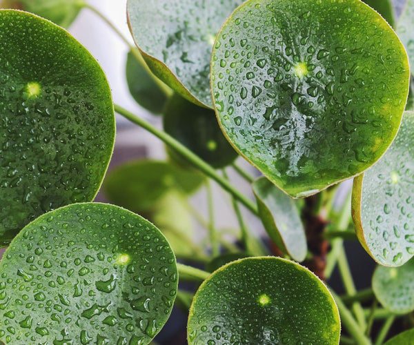 Pannenkoekplant stekken: kweek mini pilea’s 🌱 | ECOstyle