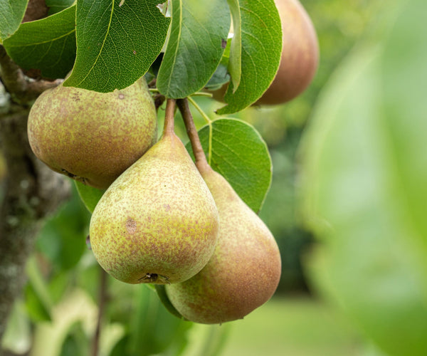 Perenboom snoeien: tips voor een grote oogst | ECOstyle