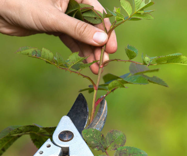 Rozen snoeien in de tuin? Dat doe je zo | ECOstyle