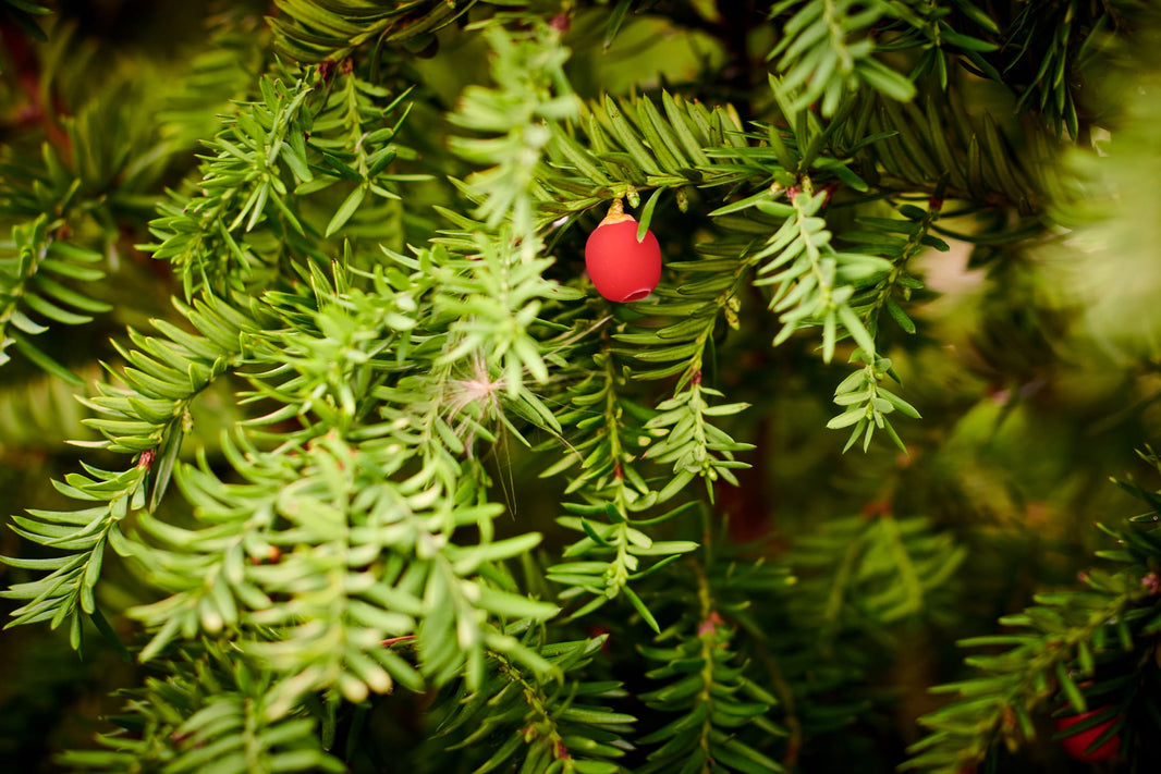 Taxus snoeien? Lees hoe en wanneer | ECOstyle