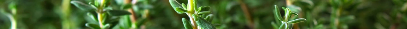 Tijm snoeien: wanneer en hoe voor een gezonde plant | ECOstyle