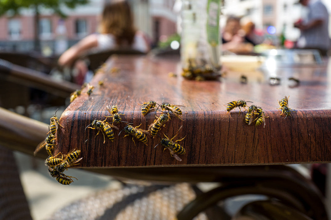 Wat is het verschil tussen een bij en een wesp? 🐝 | ECOstyle