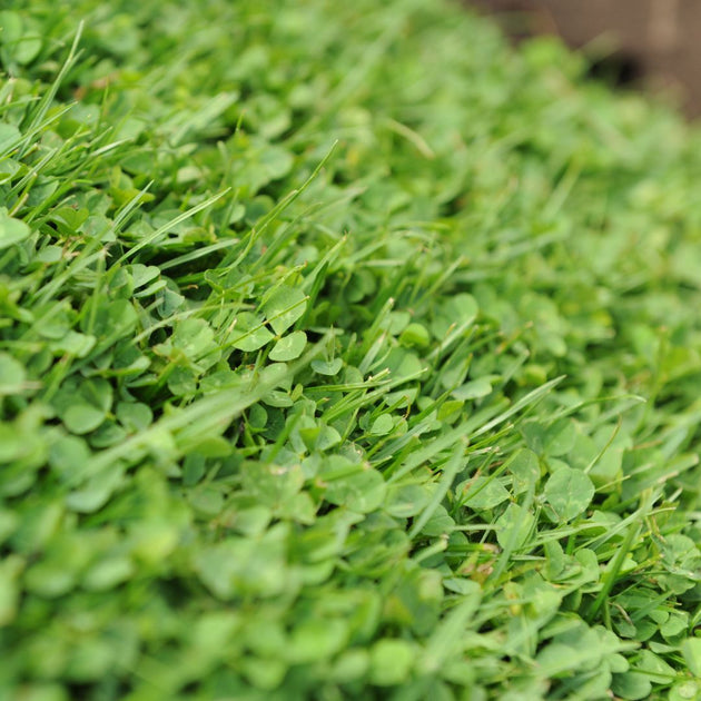 ECOstyle Graszaad met Microklaver - Bestel nu online