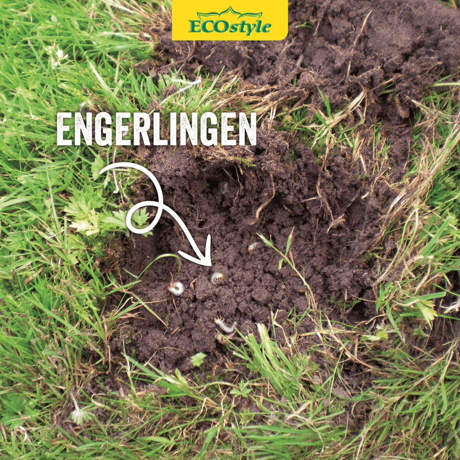 ECOstyle Aaltjes tegen engerlingen - Bestel nu online