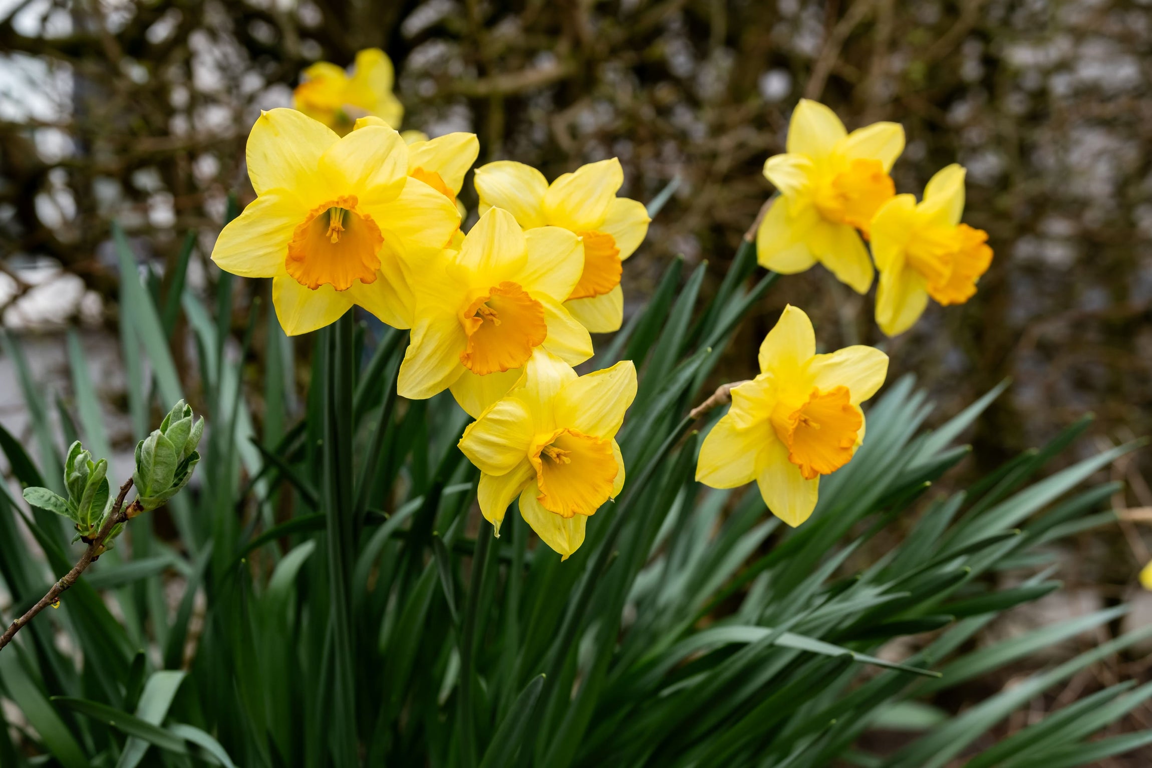 Narcis verzorgen - tips & advies 🌼 | ECOstyle