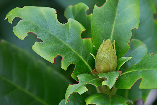 Taxuskever bestrijden? Zo ga je effectief aan de slag | ECOstyle