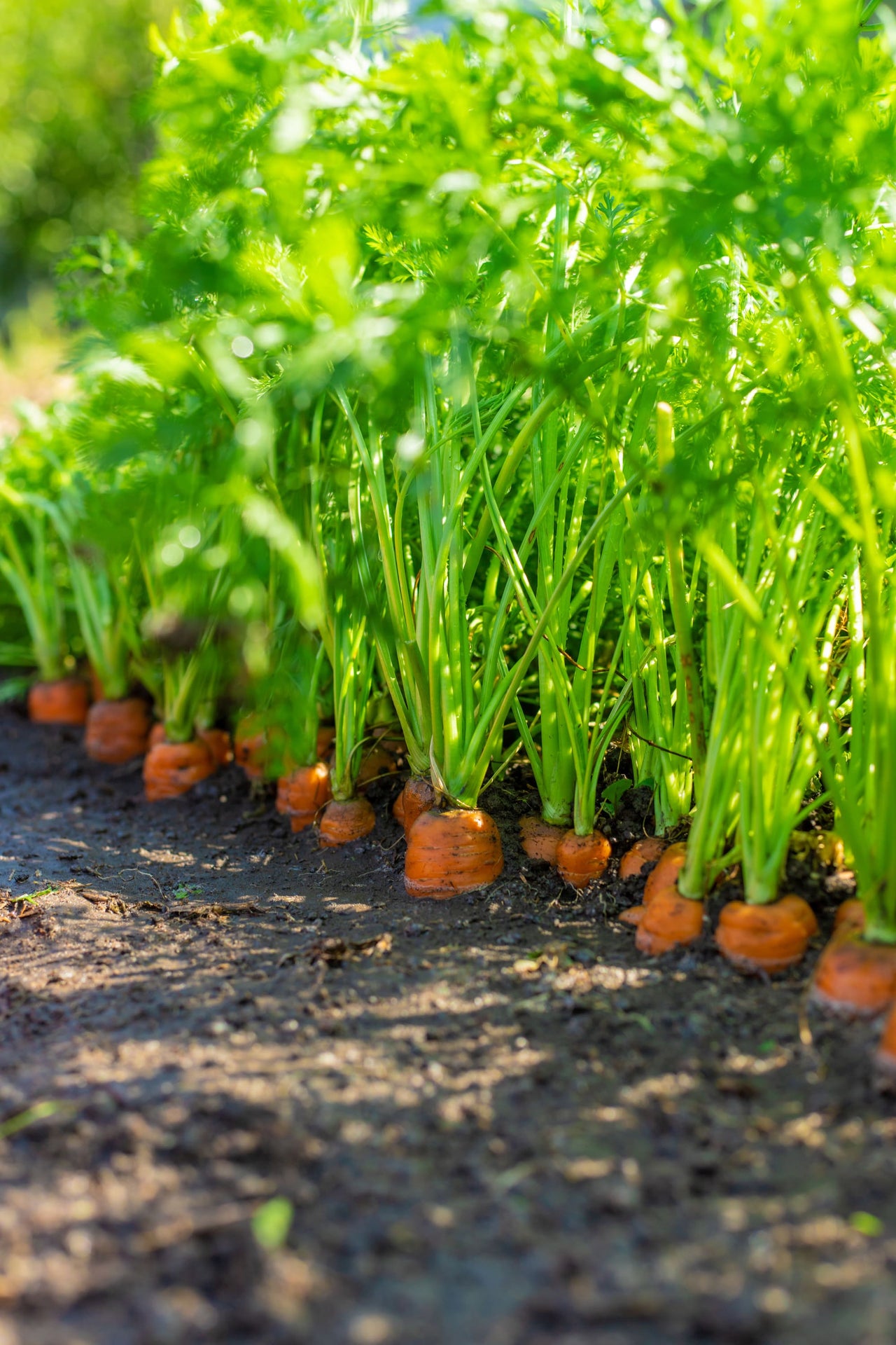Wortelen verzorgen - zaaien, kweken en oogsten | ECOstyle 🌱