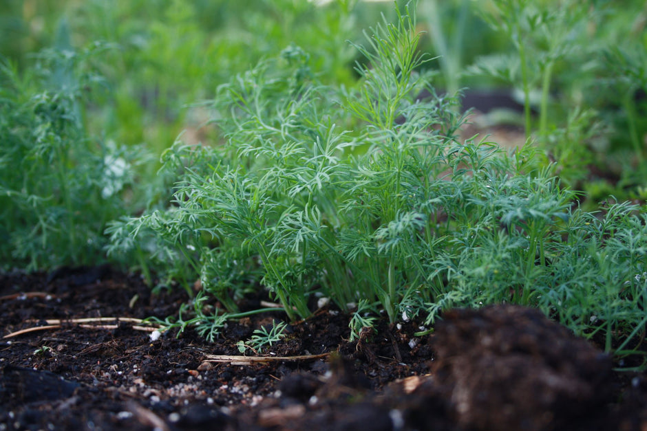 Dille plant verzorgen - tips & advies | ECOstyle 🌱