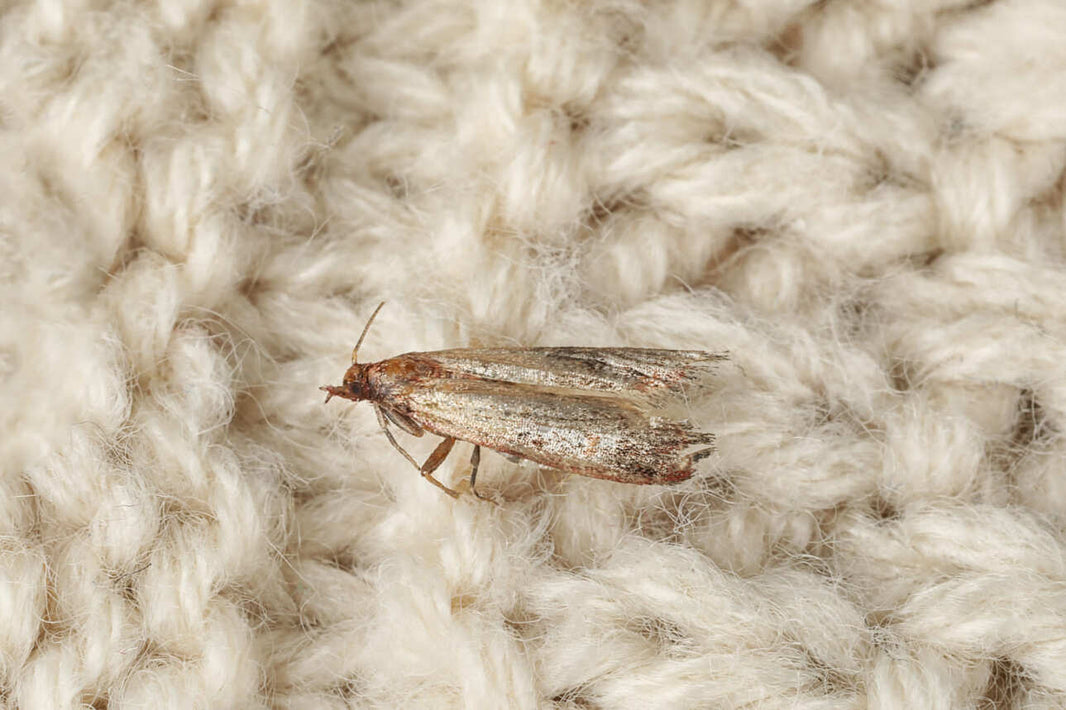 Motten bestrijden in de tuin? Zo doe je dit | ECOstyle