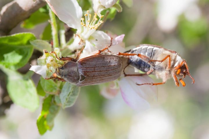 Meikever en engerlingen bestrijden doe je zo | ECOstyle
