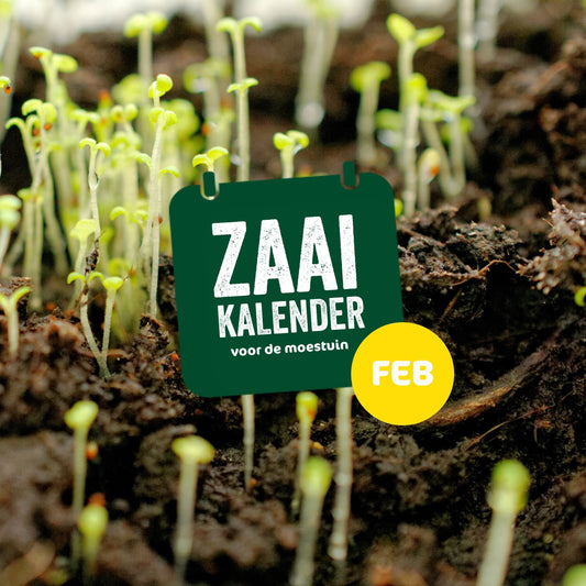 Moestuinkalender februari: zaaien en oogsten | ECOstyle