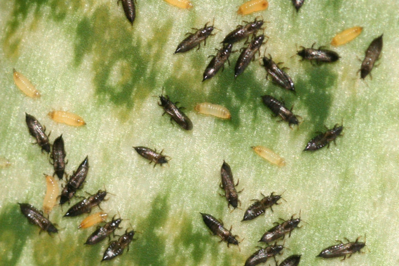 Schade door trips? Kom snel van dit beestje af! | ECOstyle