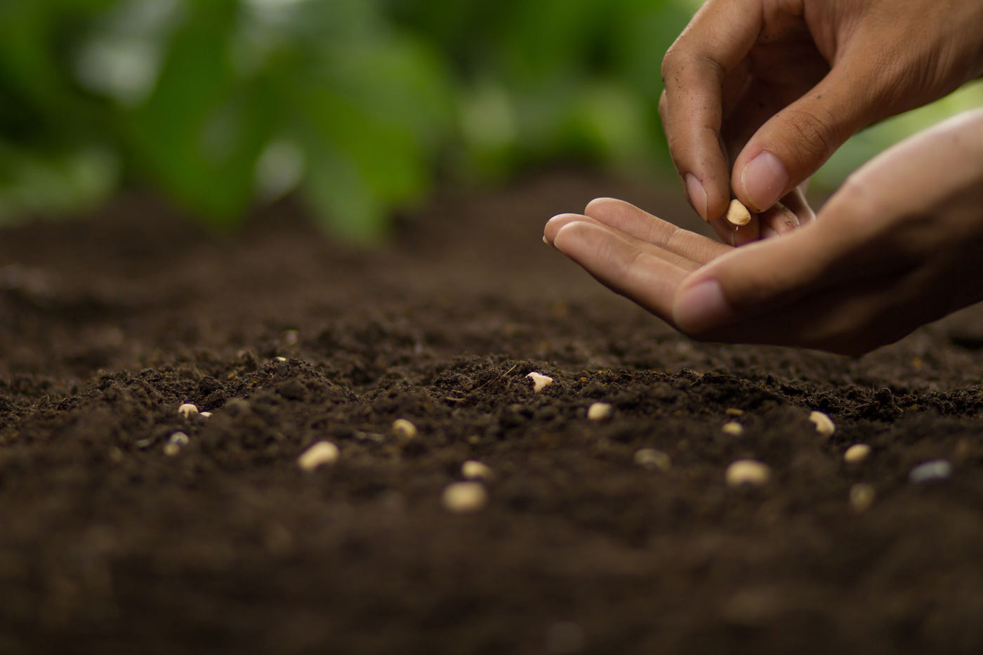 Bloemen zaaien? Check dit stappenplan voor een bloeiende tuin! | ECOstyle